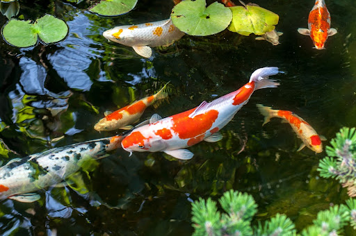 How to Move Koi Fish | How to Transport Koi Fish | Bekins